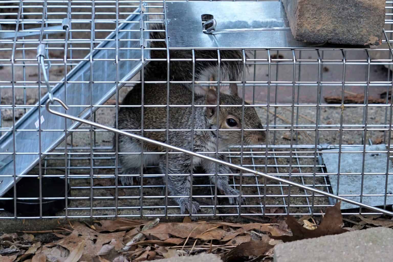 Can You Legally Shoot Squirrels in Your Garden in the UK? - Brit Buyer